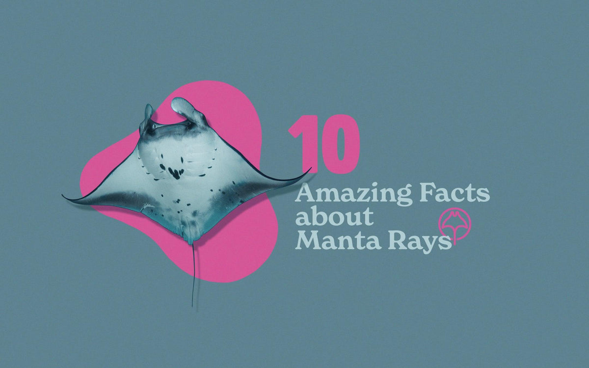 10 Amazing Facts About Manta Rays – Cape Clasp