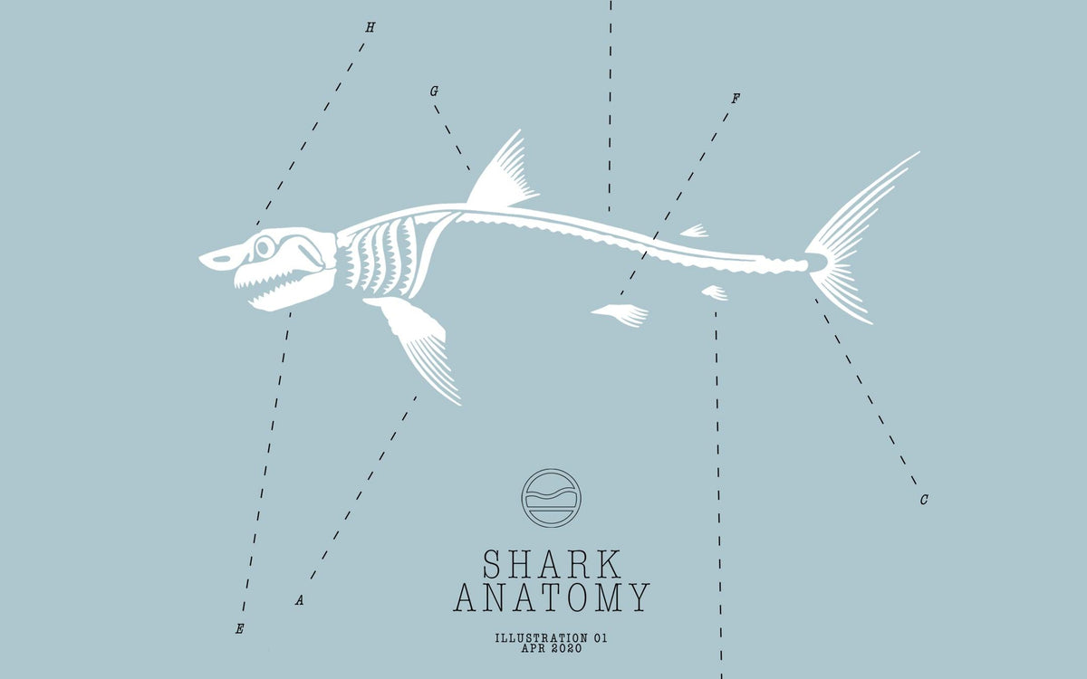 5 Facts About a Shark’s Body – Cape Clasp