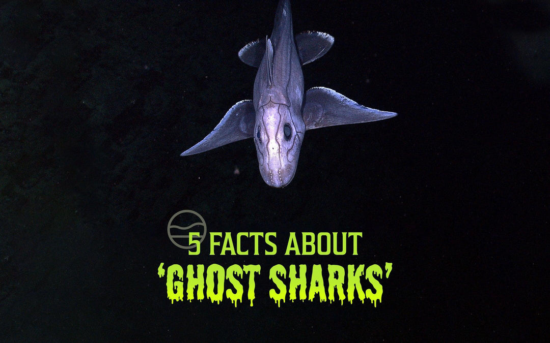 5 Facts about Ghost Sharks – Cape Clasp