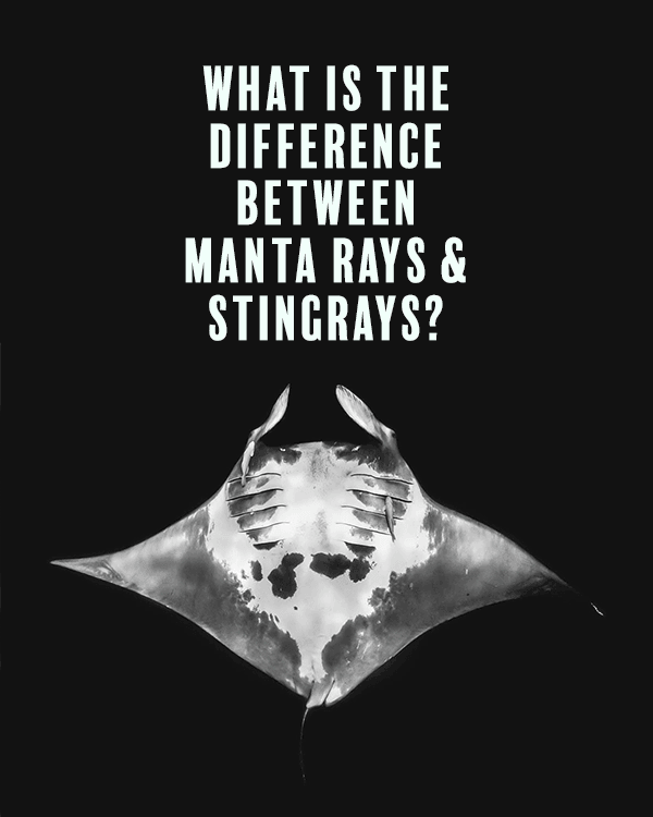 What’s the Difference Between Manta Rays and Stingrays? – Cape Clasp